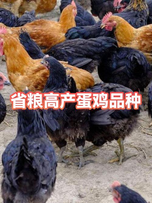 中国养蛋鸡大省前十名图标