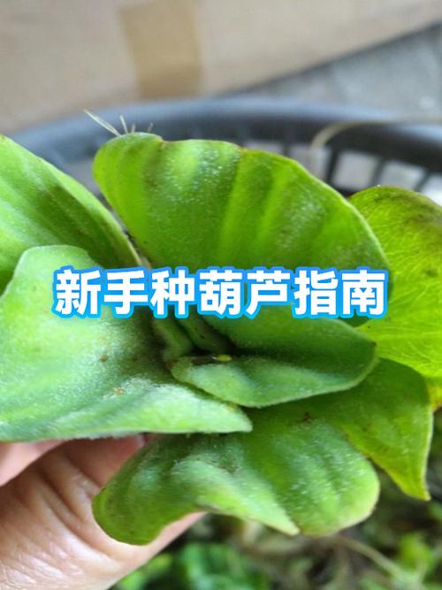 如何种葫芦种子才会长出葫芦图标