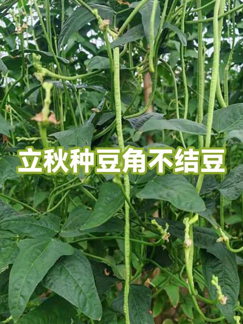 扁豆不结豆什么原因截图