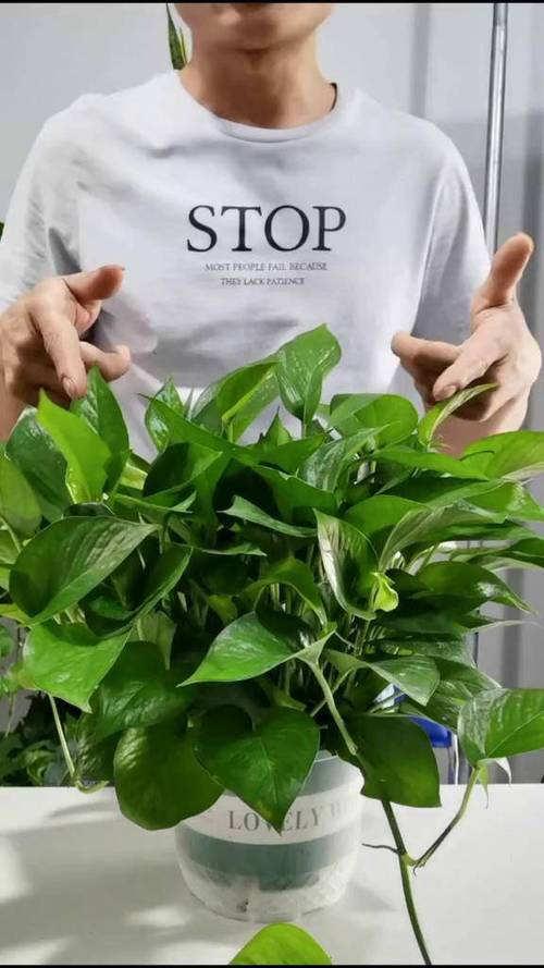 绿萝刚收到货怎么处理