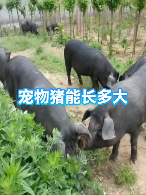 小猪宠物多少钱一只图标