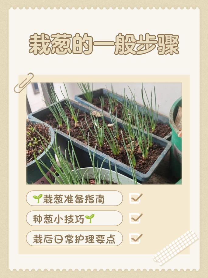 风华百景镇种植方法截图