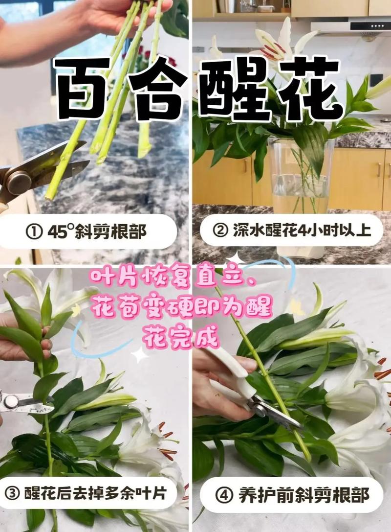 怎么养百合花才能养得好图标