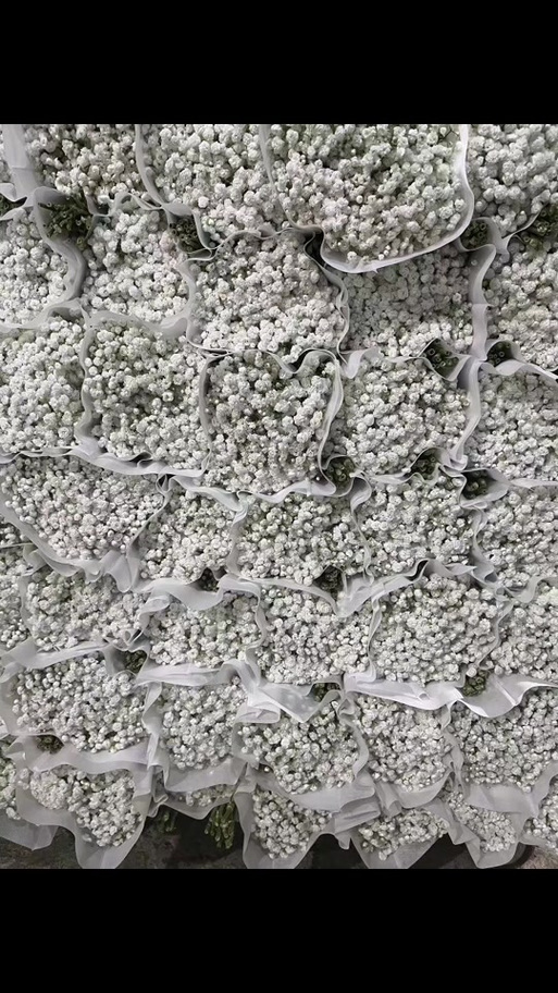 云花朵朵图标