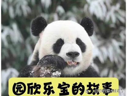 几月份看熊猫合适图标