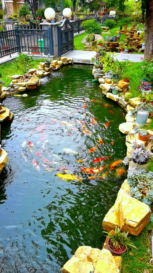 锦鲤鱼池图标
