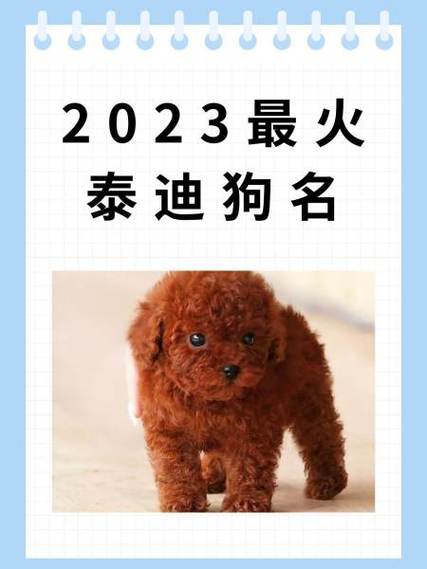 公泰迪狗名字最火的图标
