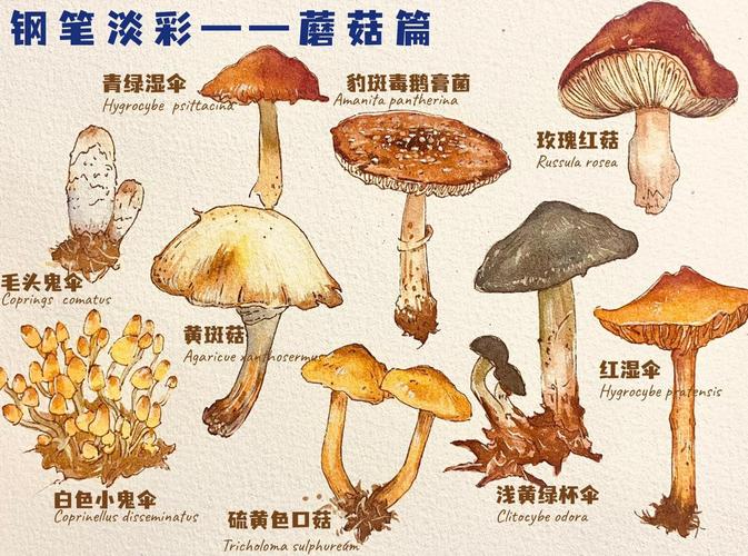 珍珠菇是什么颜色图标