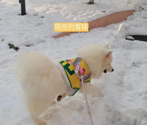 雪球投稿图标