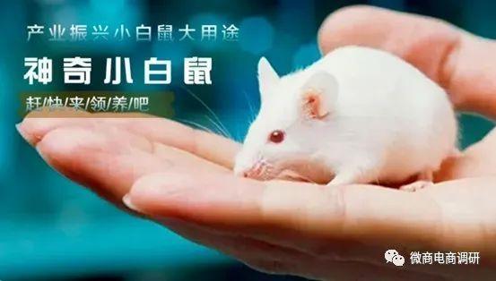 养一万只小白鼠一年挣多少钱图标