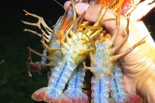 小青中青大青龙虾规格截图