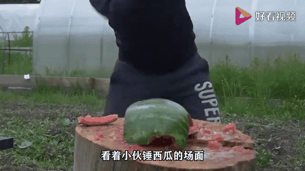 极速版西瓜视频图标
