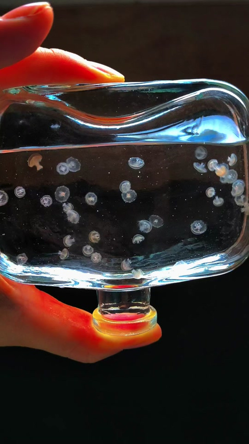 水母可以用矿泉水养吗图标