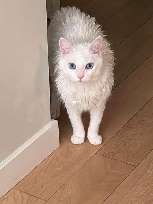 刺猬猫图标