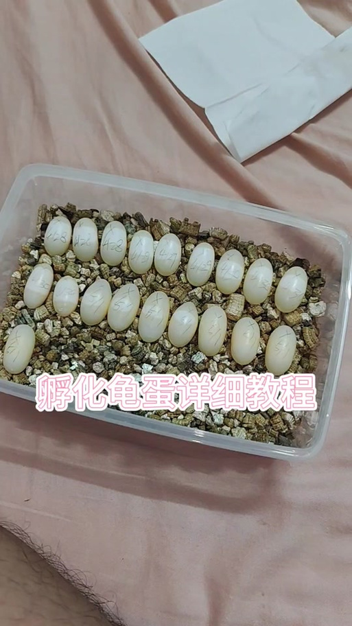 新手龟蛋孵化教程图标