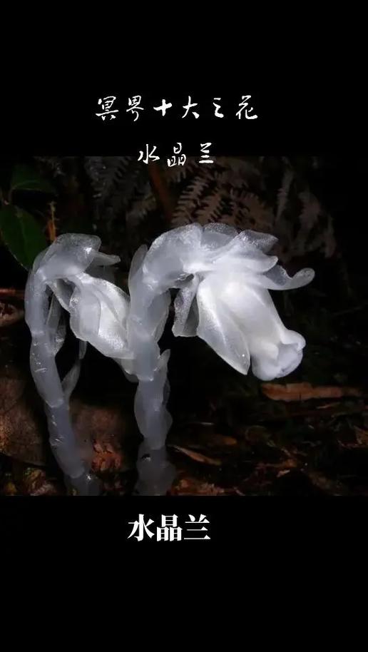 野生水晶兰图片