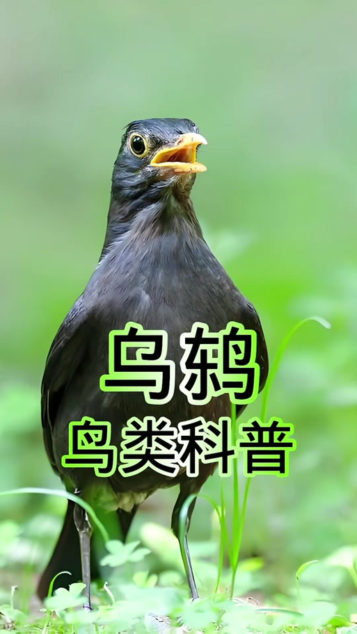 母乌鸫鸟的叫声mp3图标