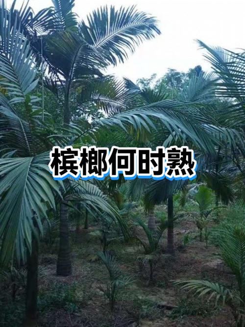 槟榔果什么时候成熟图标