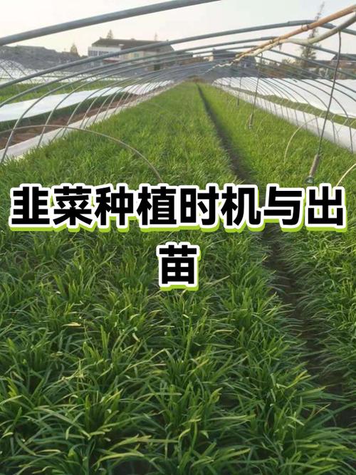 韭菜怎么种才能出苗好