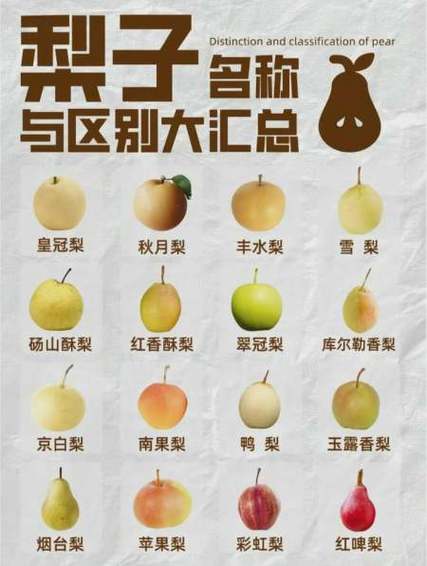 三种梨的区别图标