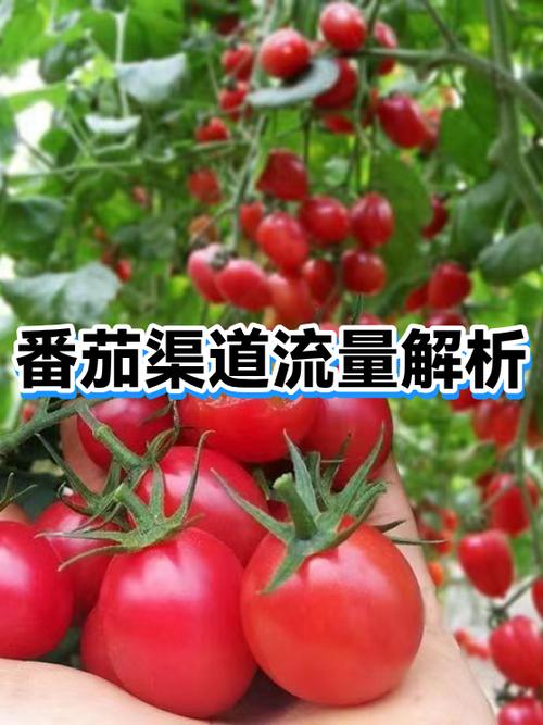 番茄流量消耗太快了