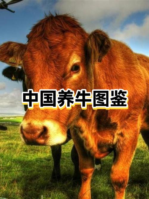 牛的部分名称和图片缩略图