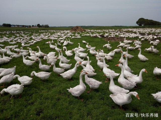 种草养鹅利润与成本图标