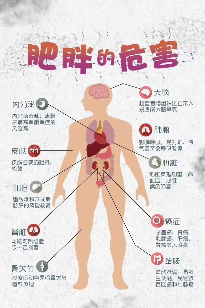 影响人体体型的因素图标