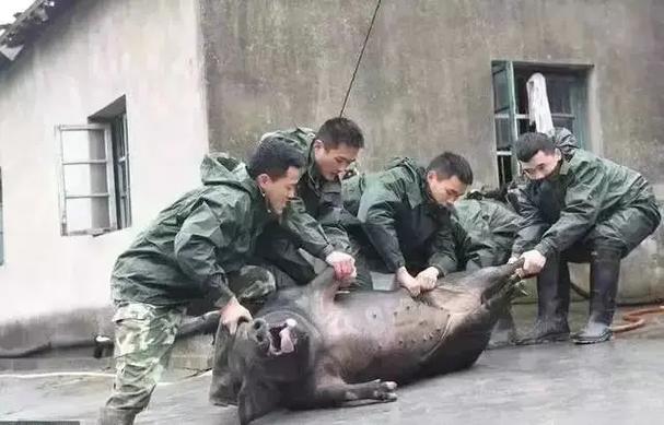 杀猪经典语录缩略图