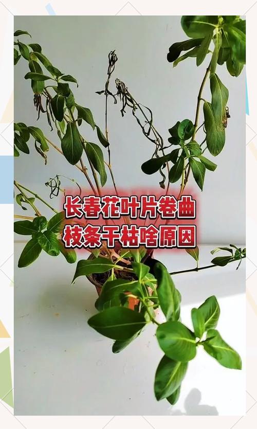 如何让花快速枯萎截图