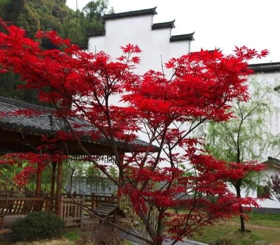 院子里种红枫树好吗图标