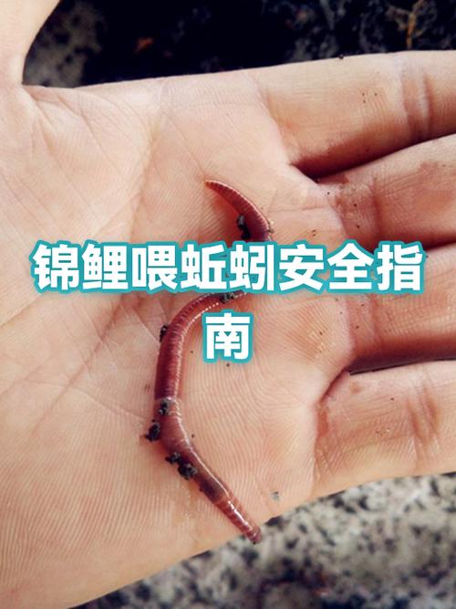 锦鲤剧场有风险吗图标