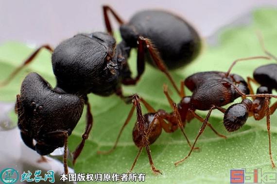 十大经典好养的蚂蚁截图