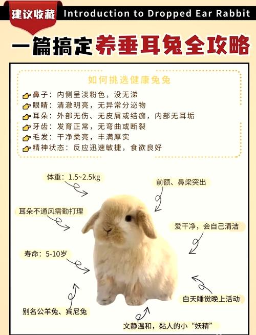兔子养多久肉最好吃图标