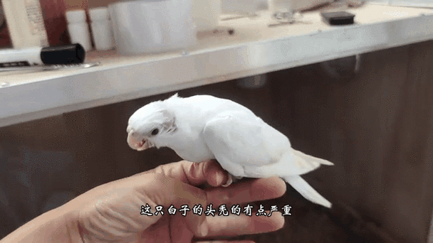 鹦鹉怕光吗图标