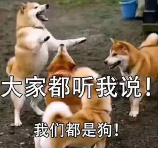 2025狗最火表情包图标