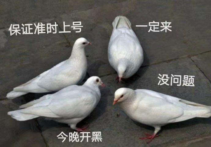 问号的表情包鸽子图标