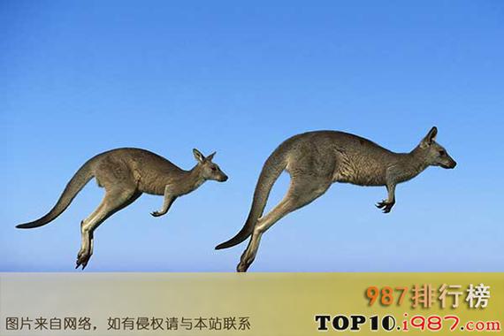 袋鼠每小时跑50什么截图