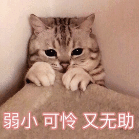 真可怜表情包