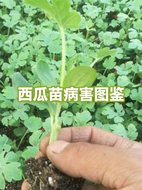西瓜幼苗病害图图标