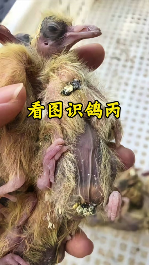 鸽子转脖子怎么回事图标