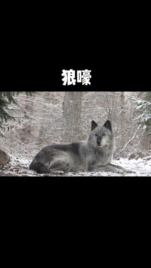 狼嚎铃声mp3免费下载图标