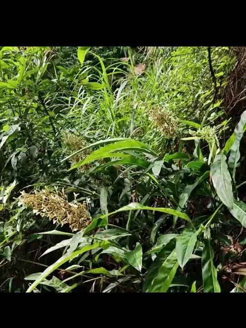 姜科植物有哪些截图