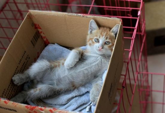 猫为什么喜欢钻纸盒子图标