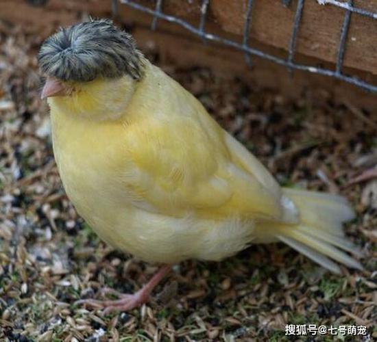 金丝雀网络用语图标
