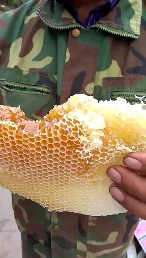 寻蜜之路图标