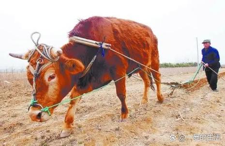 耗牛怎么读和牦牛图标