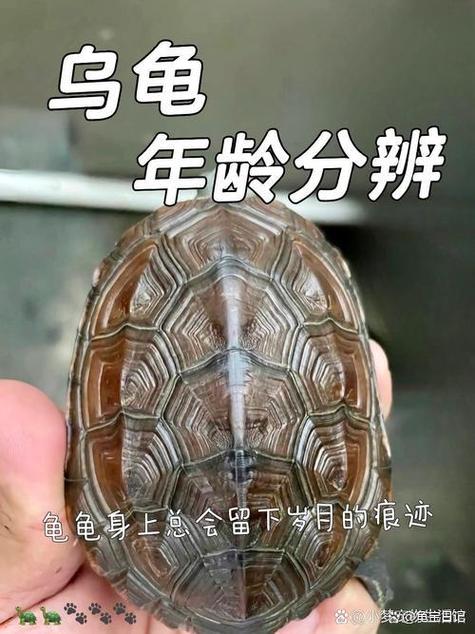 乌龟怎么进化来的