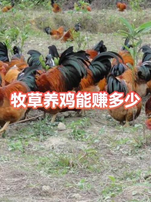 养鸡可以赚钱吗图标