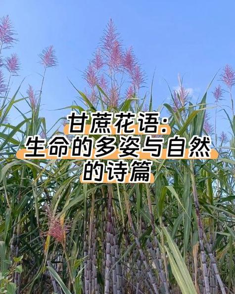甘蔗开花的原因图标